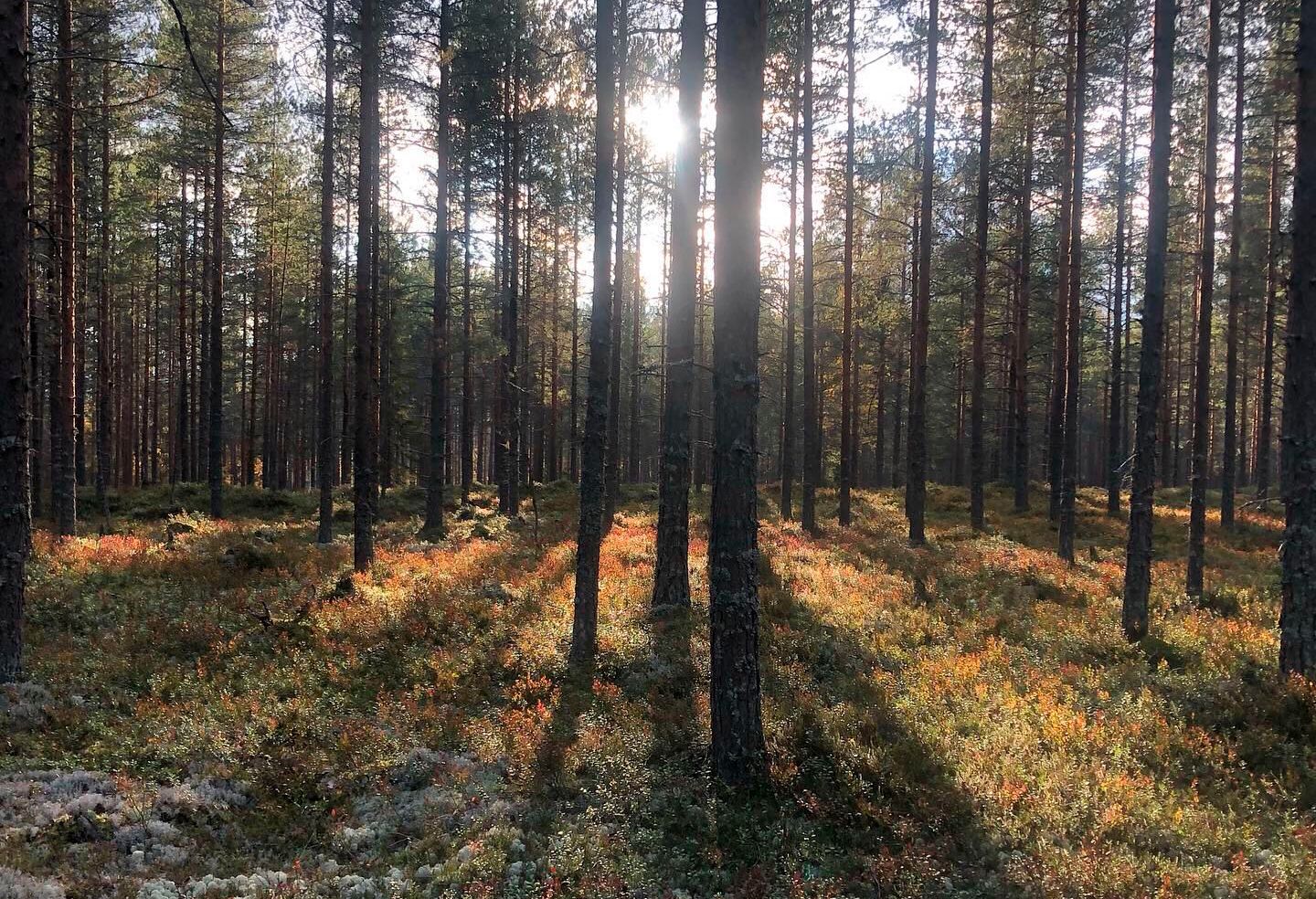 Avoimet metsävaratiedot nyt Karttaselaimessa - Karttaselain